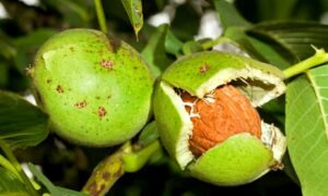 Top 12 Most Famous Fruits of Uttarakhand with Photos